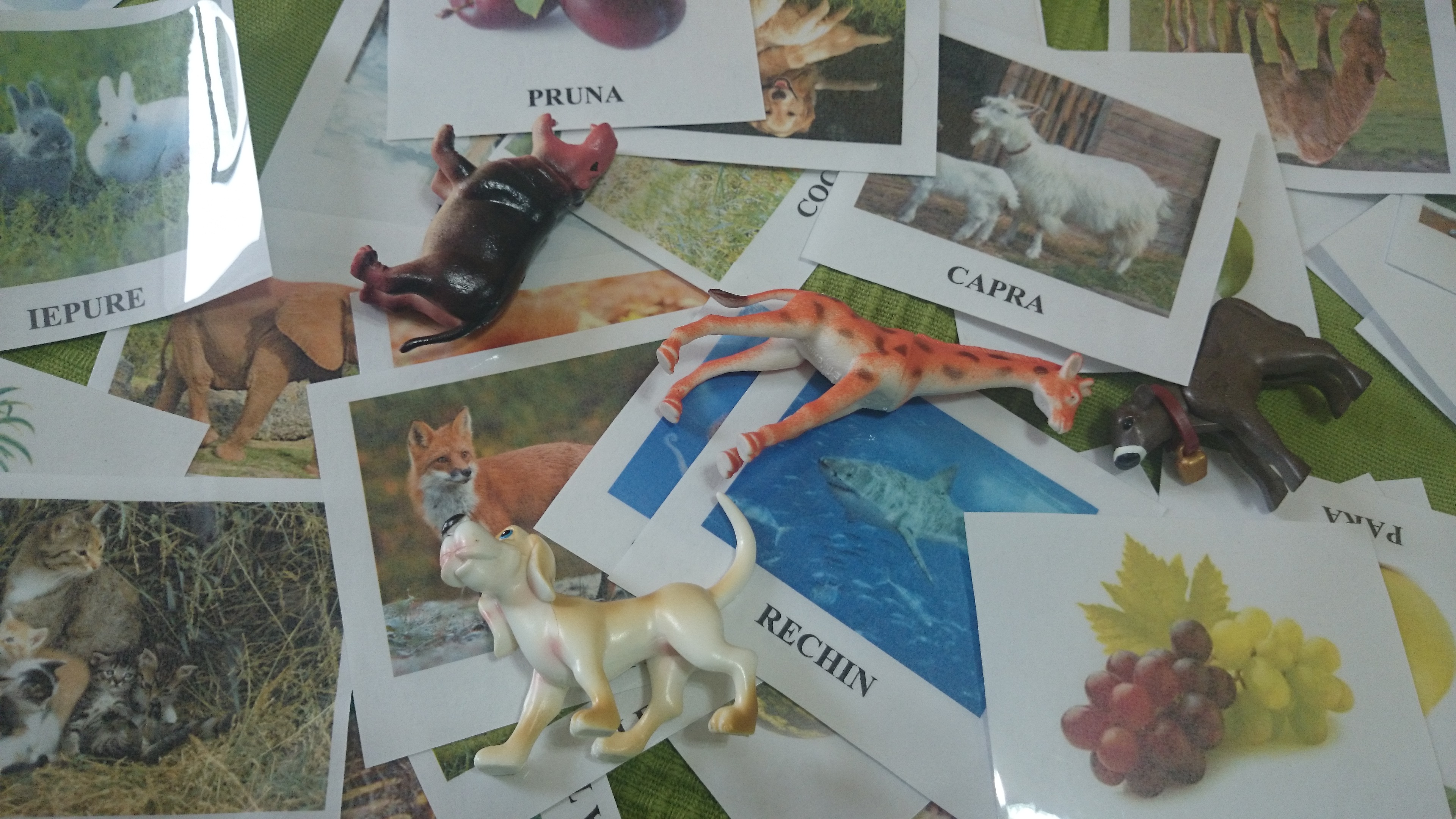 Cartonase Montessori, animale si fructe – În Căsuța Oliviei